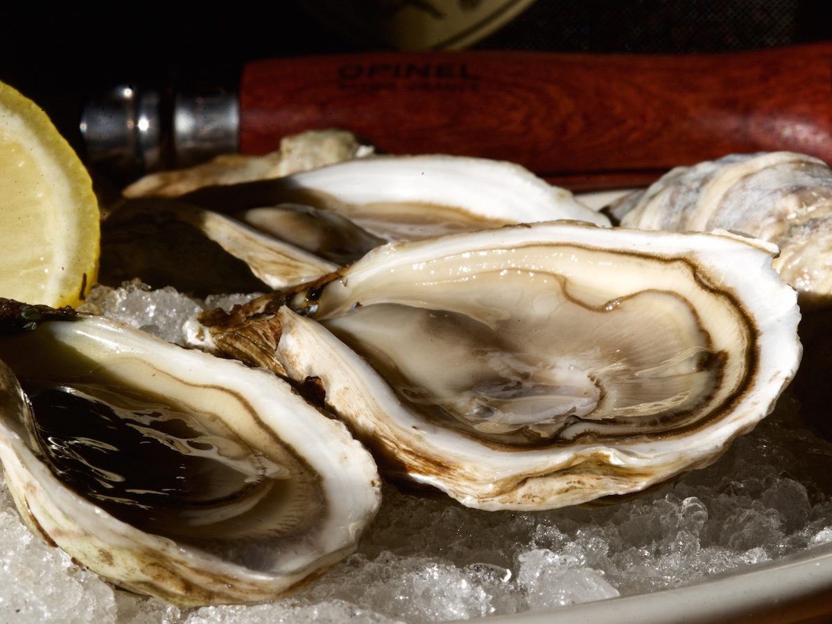 Body Buzz: Real Oyster Cult | The Public